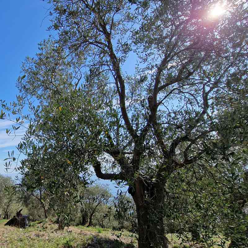 All about olive trees, botany, propagation, olive oil, 2025