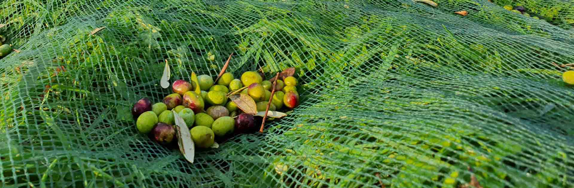 Taggiasca olives, everything you need to know 2025